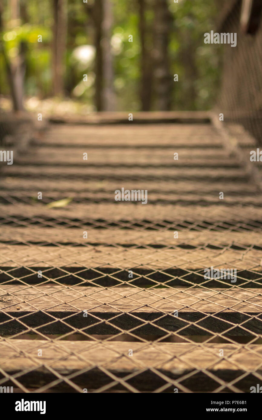 hanging wooden bridge across the rainforest canopy. adventure time can ...