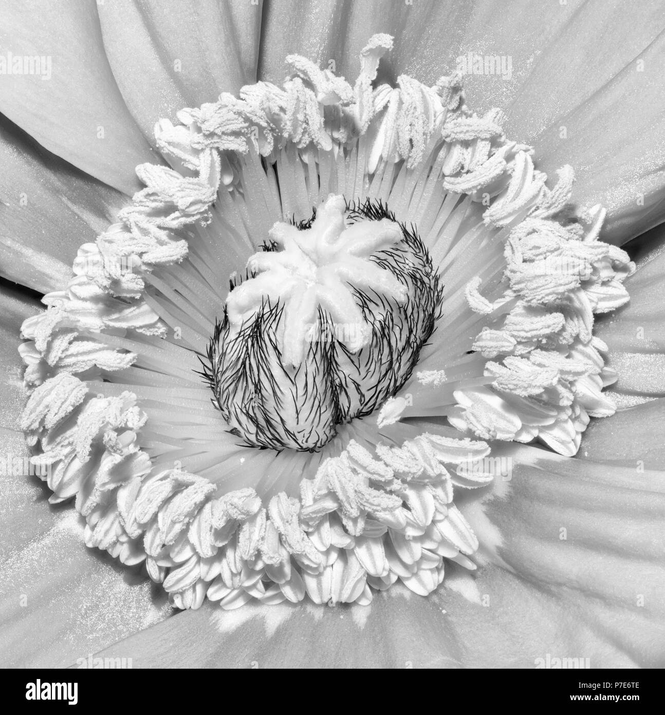 Inner bloom Black and White Stock Photos & Images - Alamy