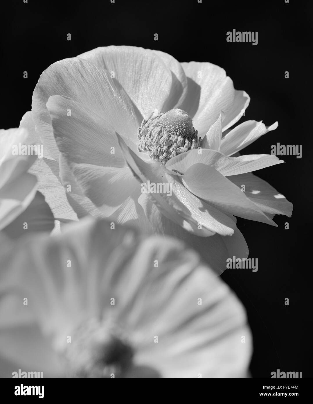 Single bloom white ranunculus on Black and White Stock Photos & Images ...