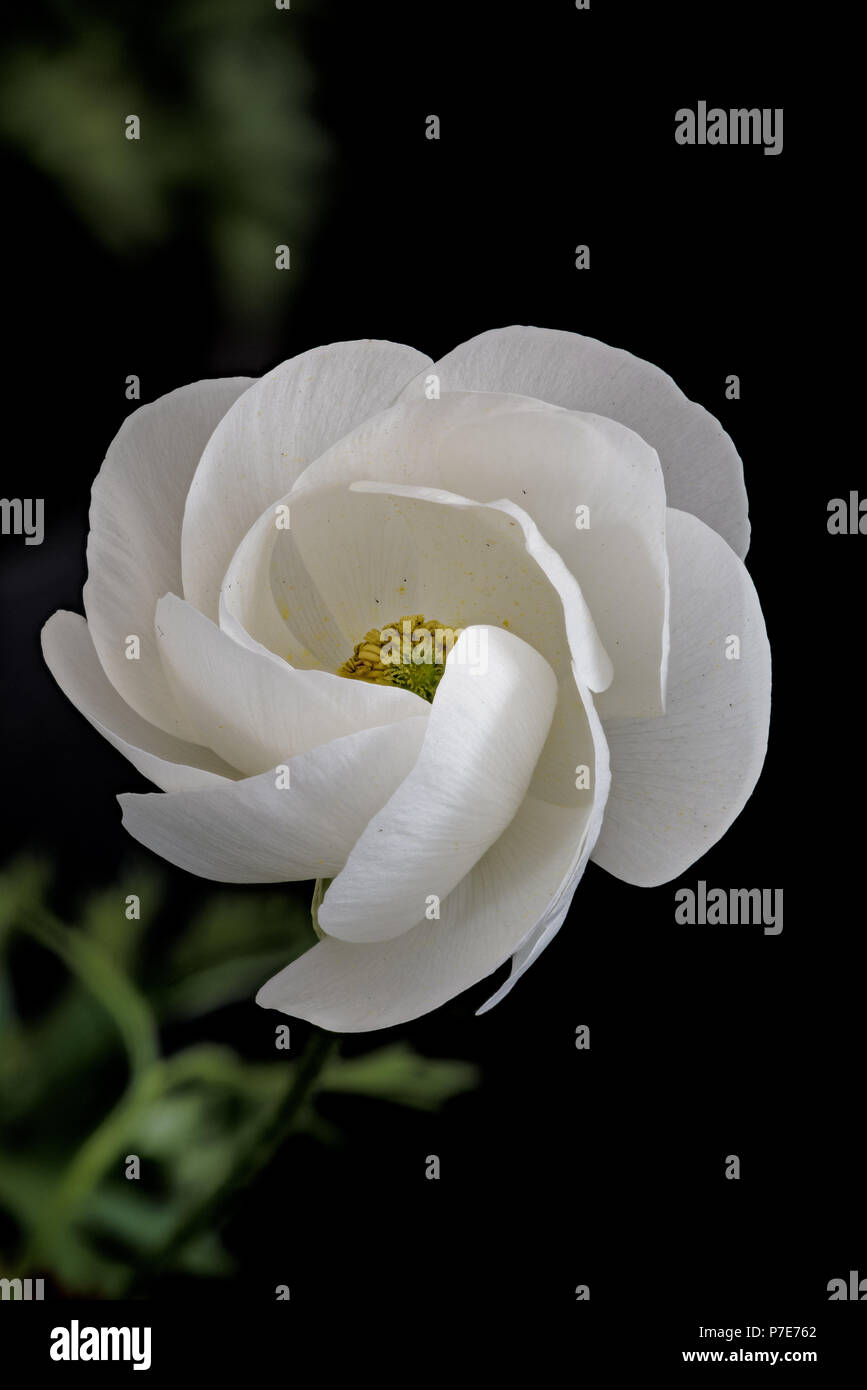 Detailed fine art still life color macro flower front view portrait of ...