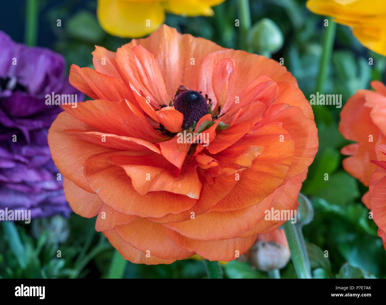 Detailed fine art still life color macro front view portrait of a red ...