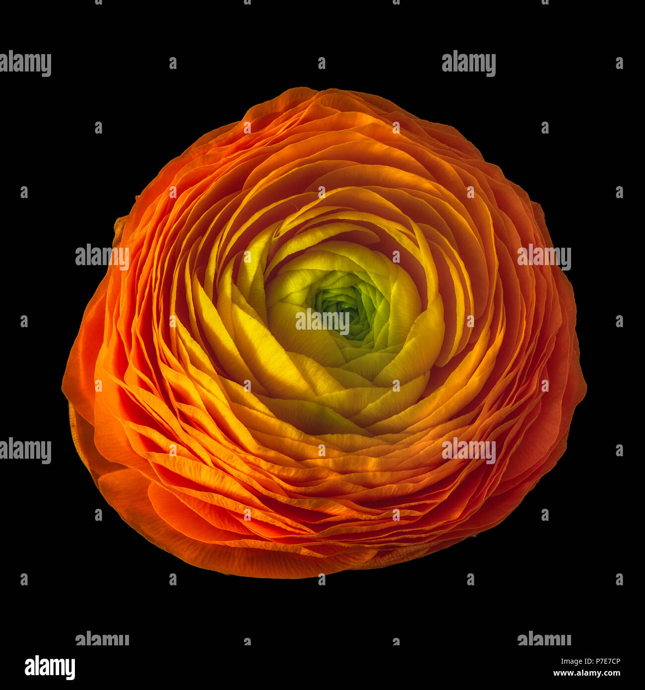 Detailed fine art still life color macro flower top view portrait of an ...