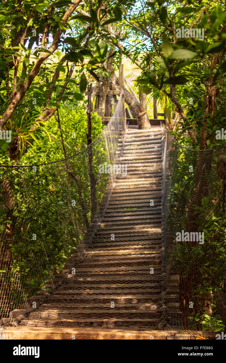 hanging wooden bridge across the rainforest canopy. adventure time can ...