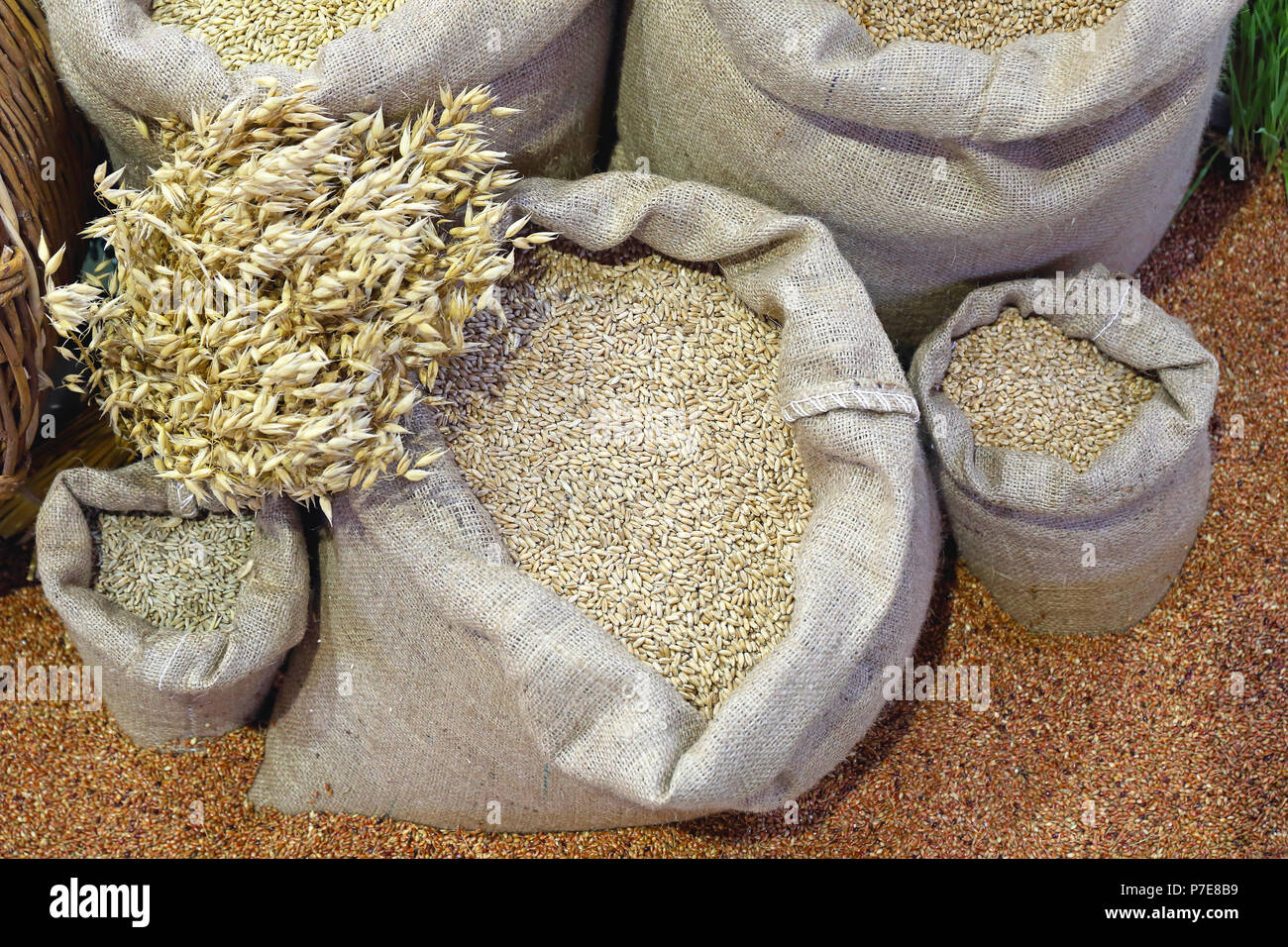 Wheat Grain Crops in Sacks Stock Photo - Alamy