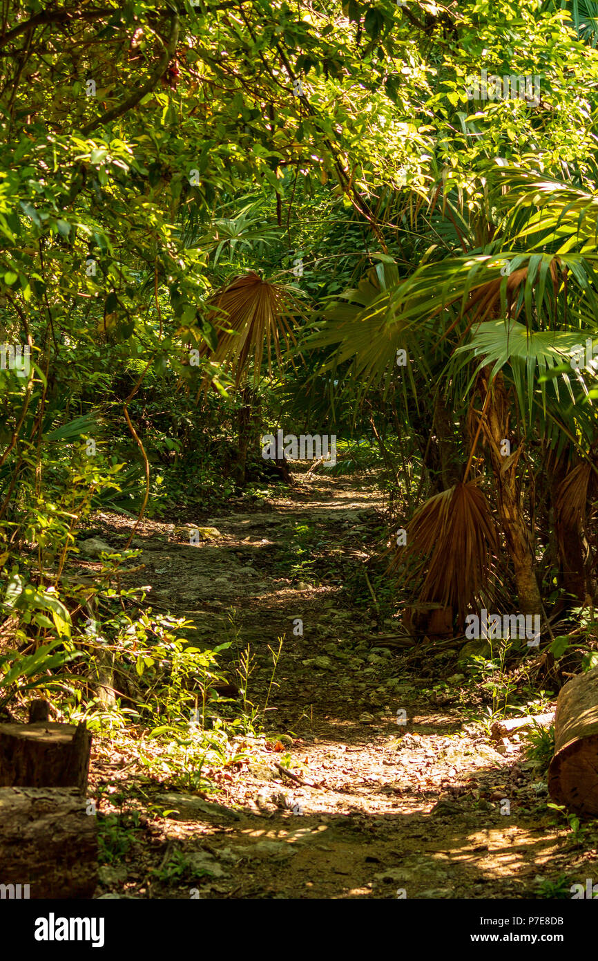 trekking path in the rainforest. smells are more intense and sounds are ...