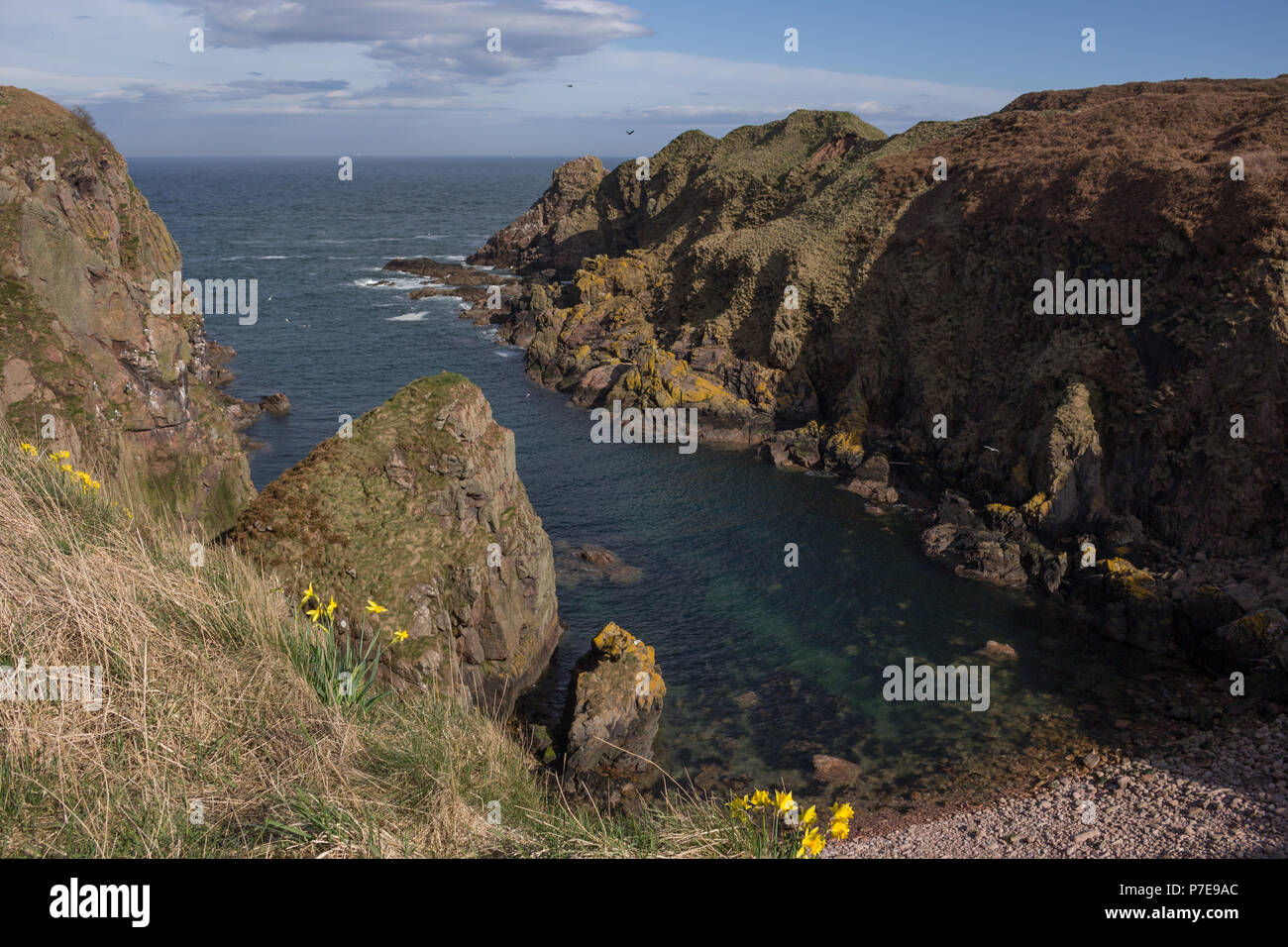 Cliffs at the Bullers of Buchan, near Cruden Bay, Aberdeenshire ...