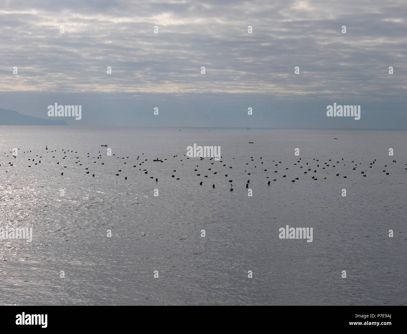 Breeding mussels hi-res stock photography and images - Alamy