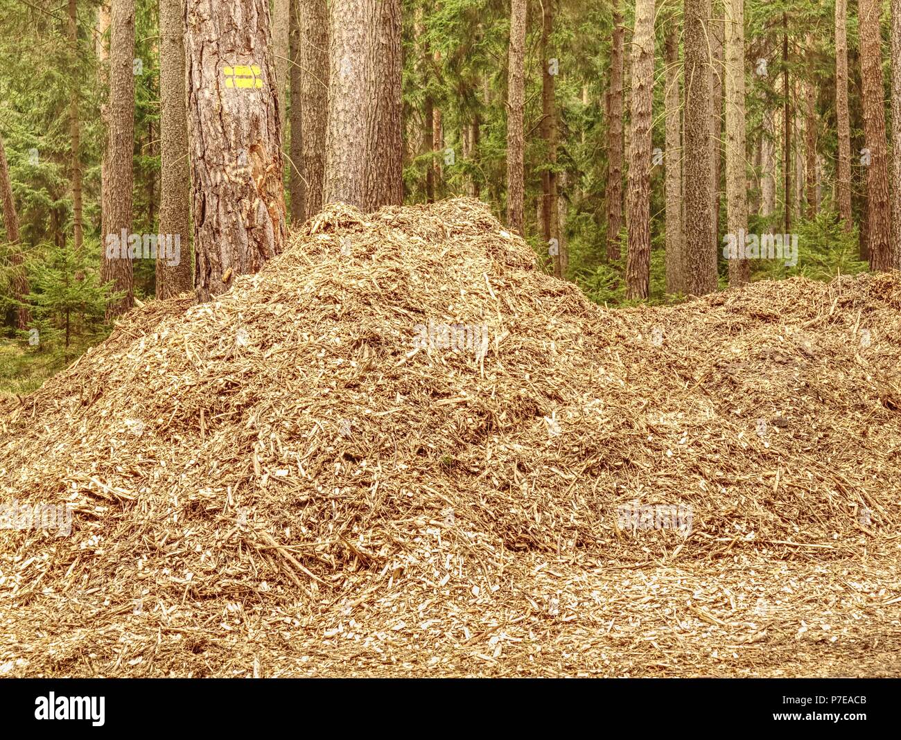 Sawdust detailed fragment. Natural raw material in forest ready for ...