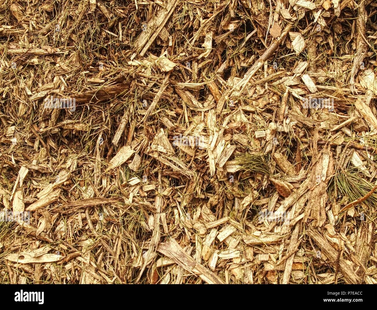 Sawdust detailed fragment. Natural raw material in forest ready for ...