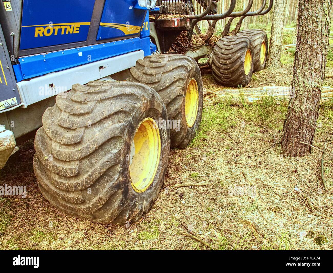Harvesting in forest - 22th of March 2014. Harvester cut pine trees ...