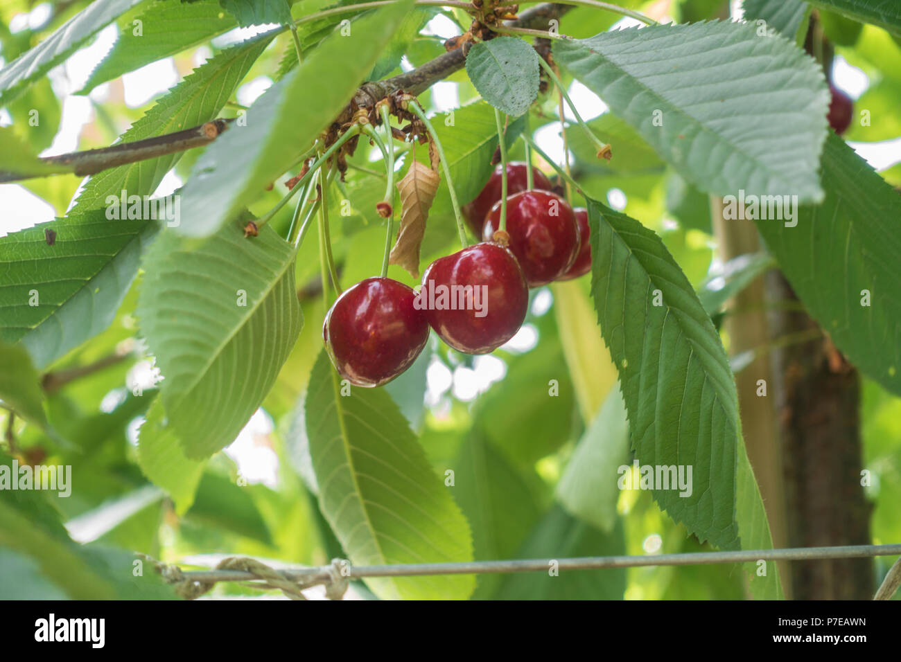 Hanging cherries hi-res stock photography and images - Alamy