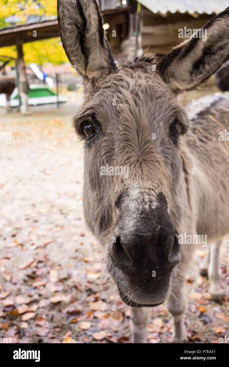 grey donkey face front view close up friendly expersion Stock Photo - Alamy