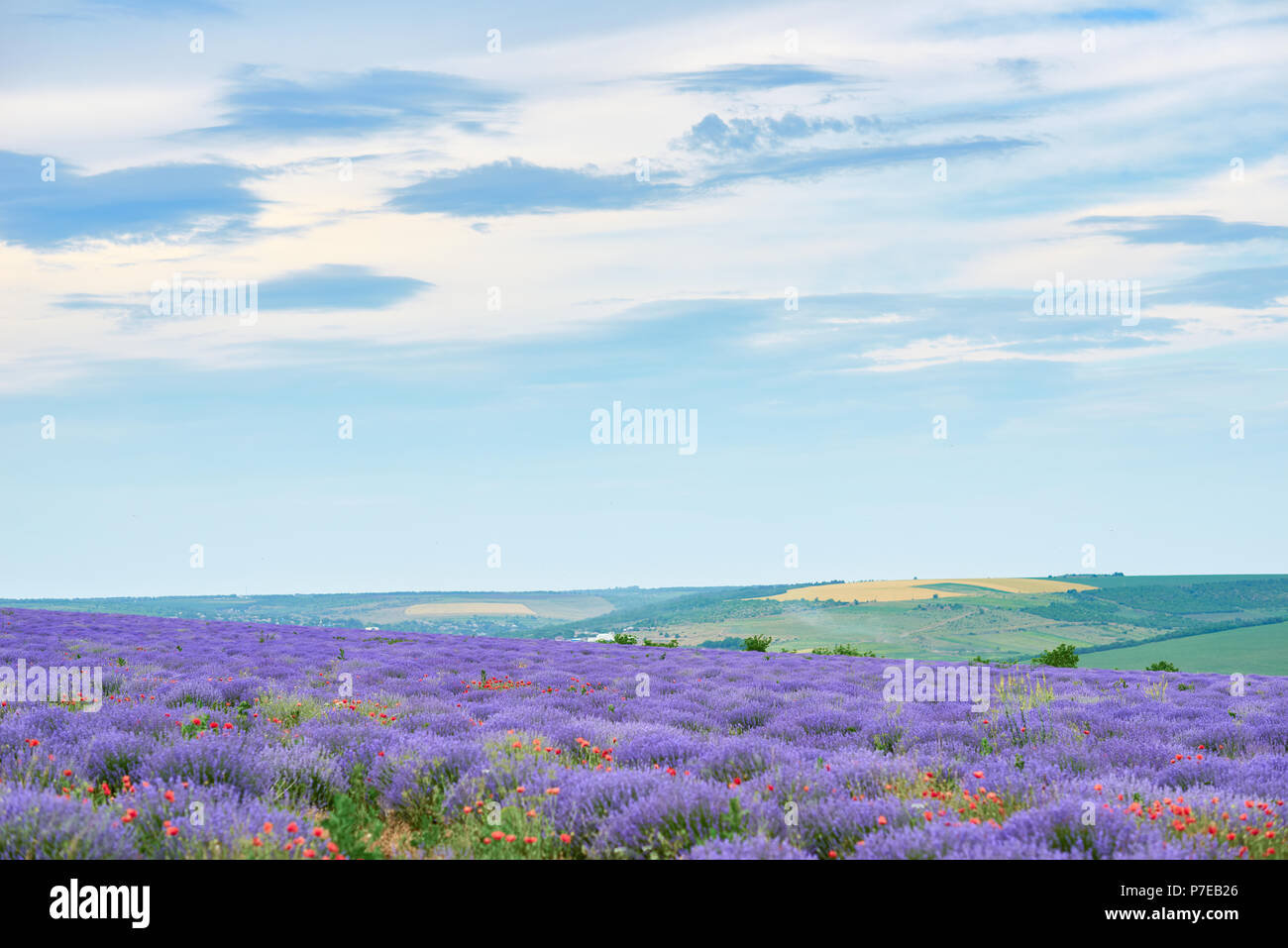 lavender field with poppy flowers, beautiful summer landscape Stock ...