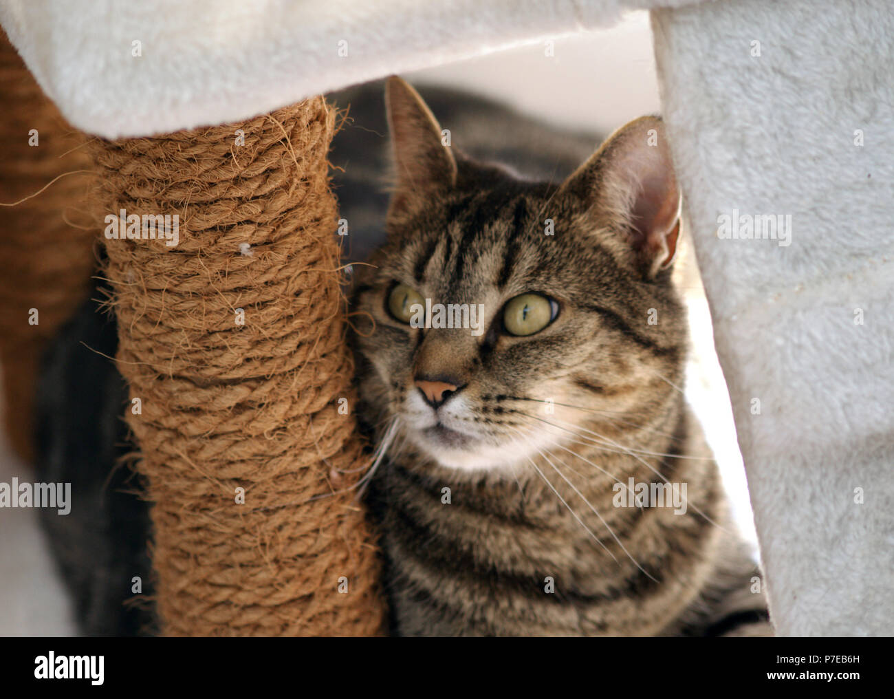 Domestic Short Hair Tabby Cat Beside a Scratching Post Looking Sideways ...