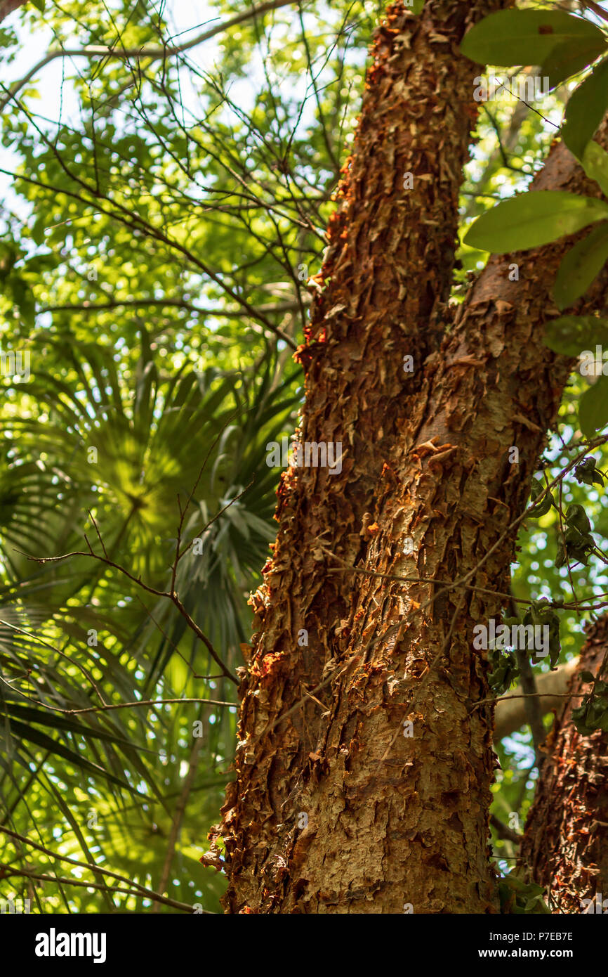 The gumbo-limbo is comically referred to as the tourist tree because ...