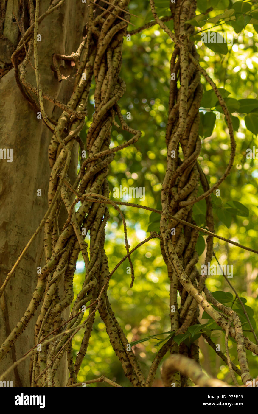 Intertwined with vines hi-res stock photography and images - Alamy