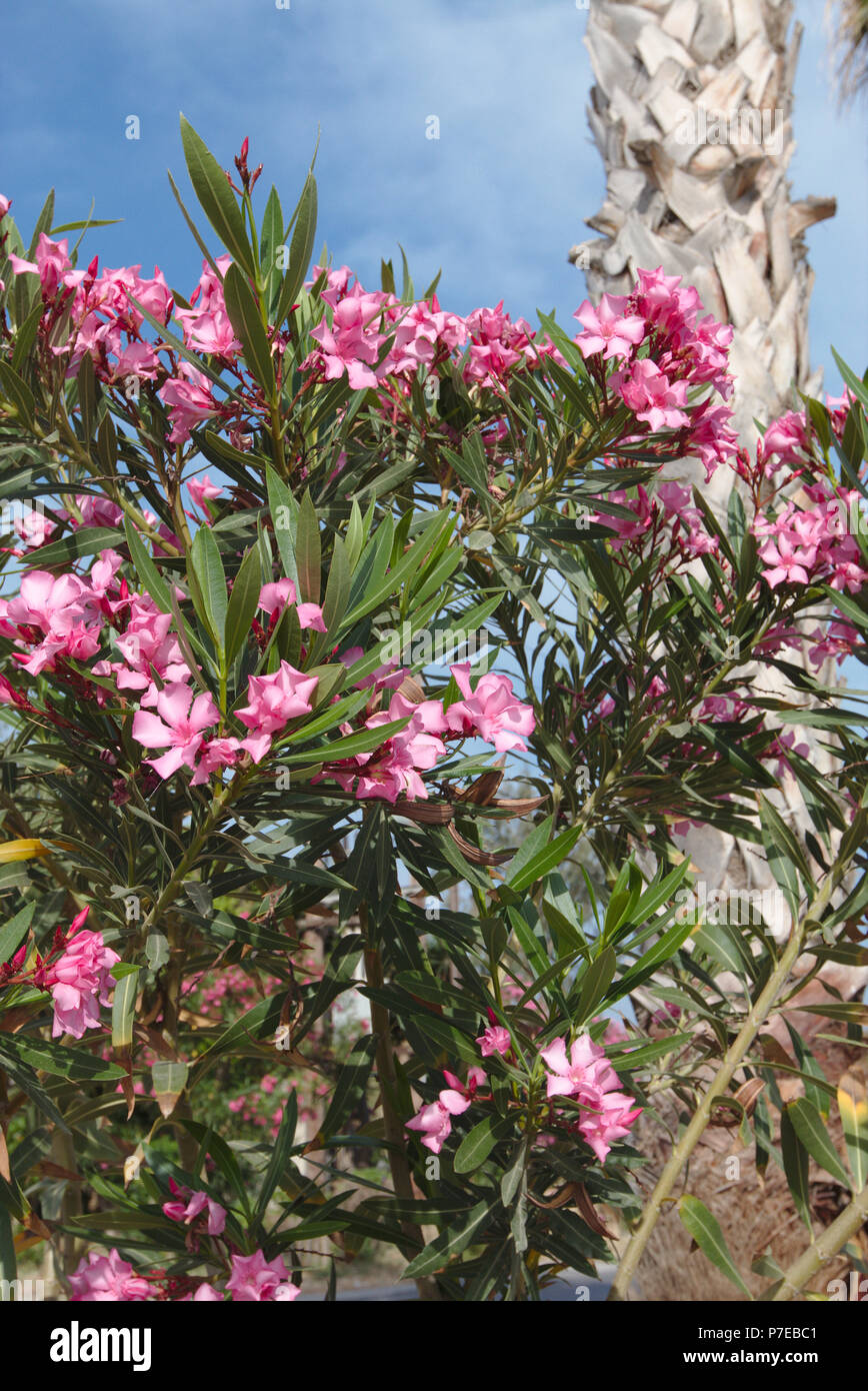 Flowering oleanders in Kos, Greece Stock Photo - Alamy