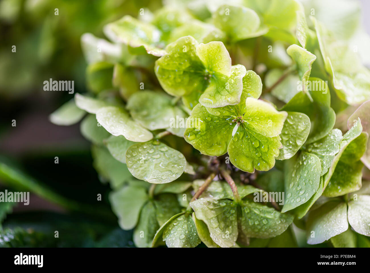 Green Hydrangea Flowers in the Garden on Sunny Summer Day Stock Photo ...