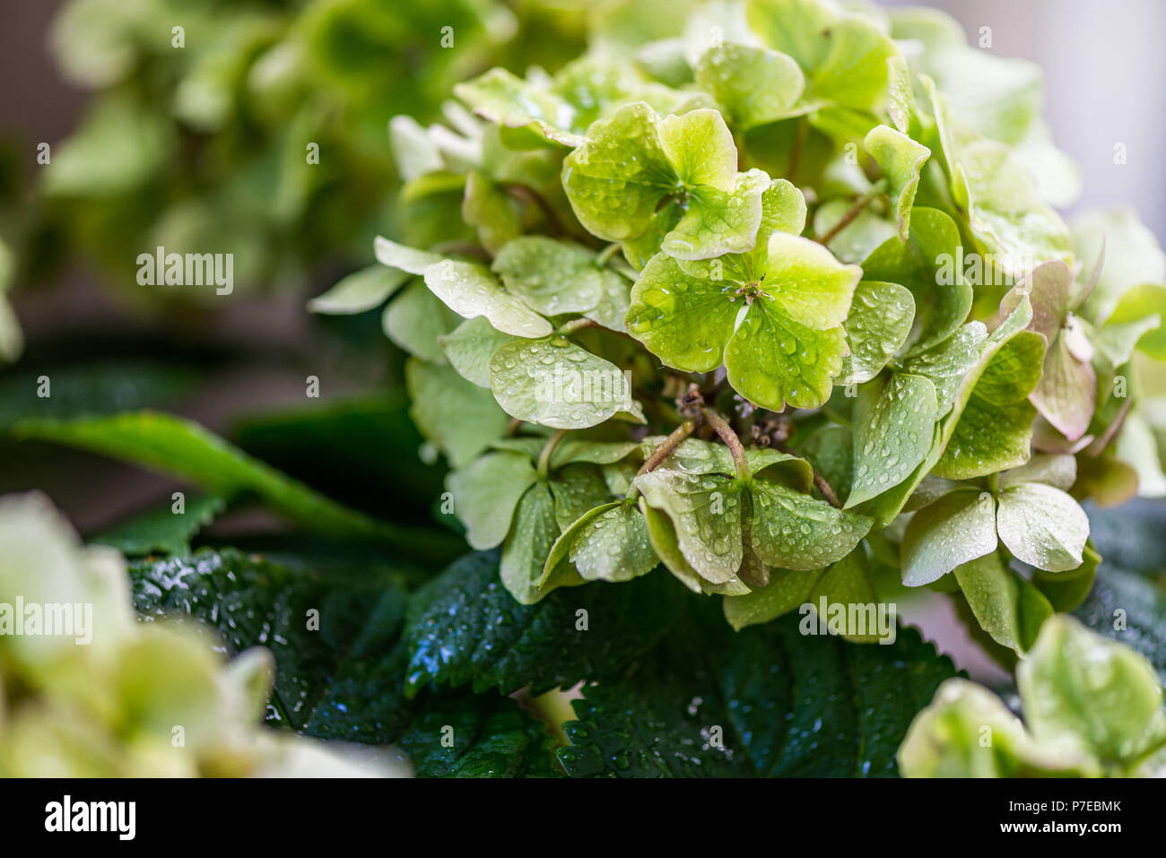 Green Hydrangea Flowers in the Garden on Sunny Summer Day Stock Photo ...