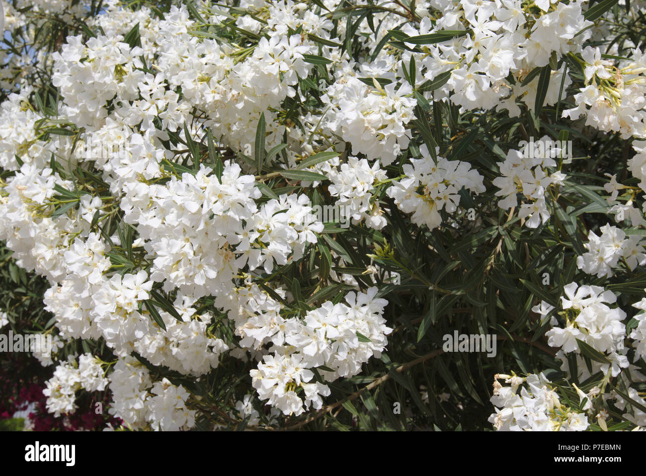 Flowers nerium oleander greece hi-res stock photography and images - Alamy