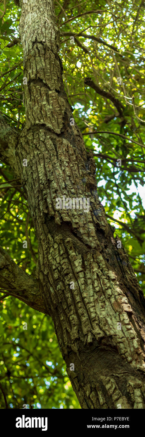 Chewing gum tree hi-res stock photography and images - Alamy