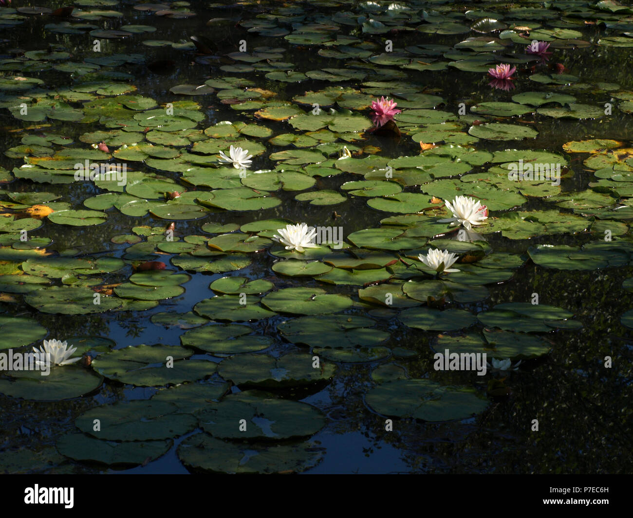 Lilies in washington park hi-res stock photography and images - Alamy