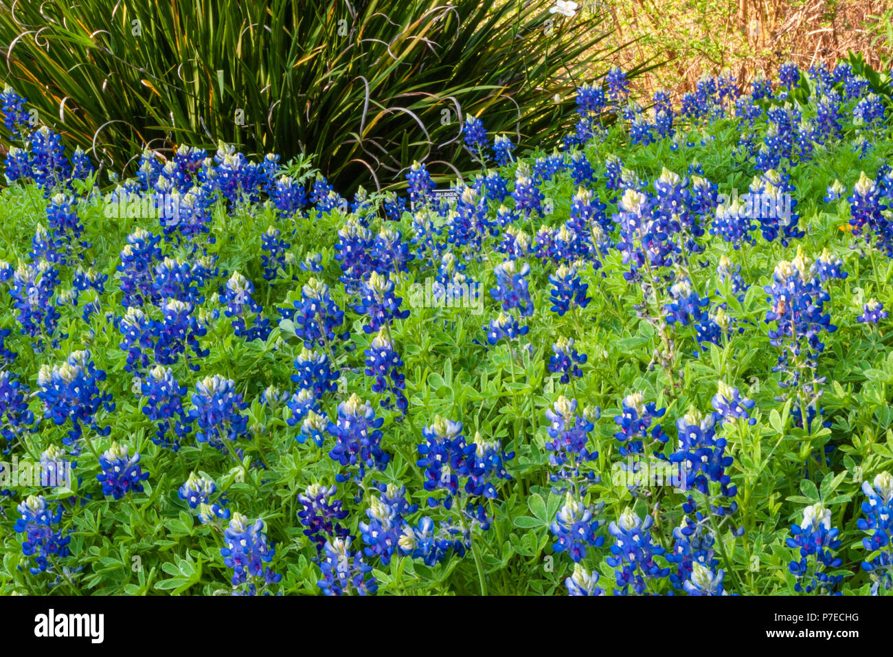Mercer Arboretum Stock Photos & Mercer Arboretum Stock Images - Alamy