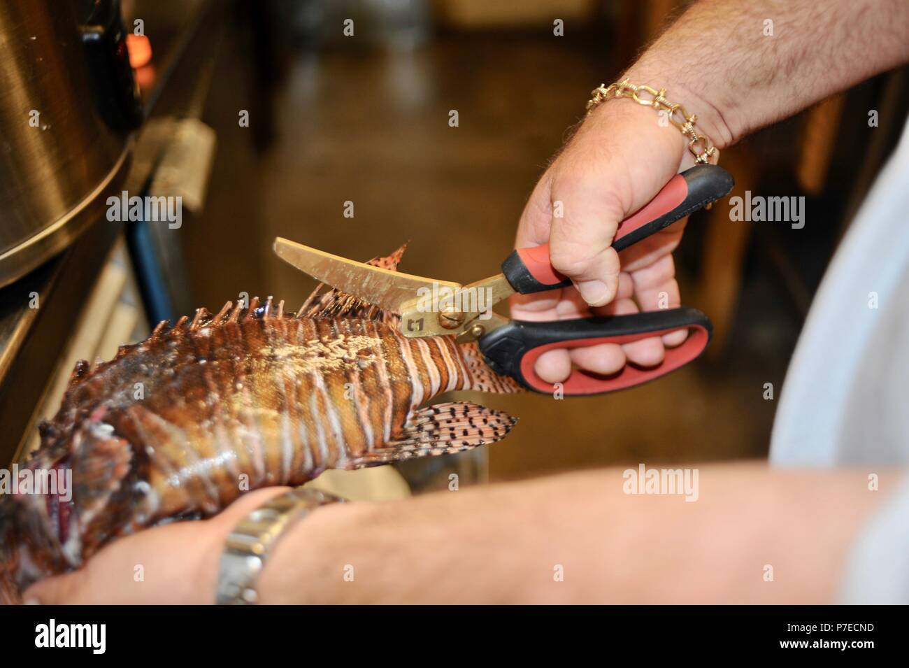 Fisherman cutting the poisonous spines off invasive lionfish that he ...