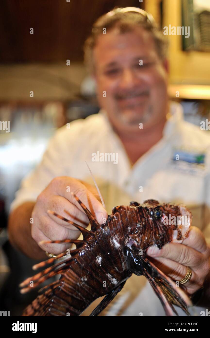 Fisherman cutting the poisonous spines off invasive lionfish that he ...