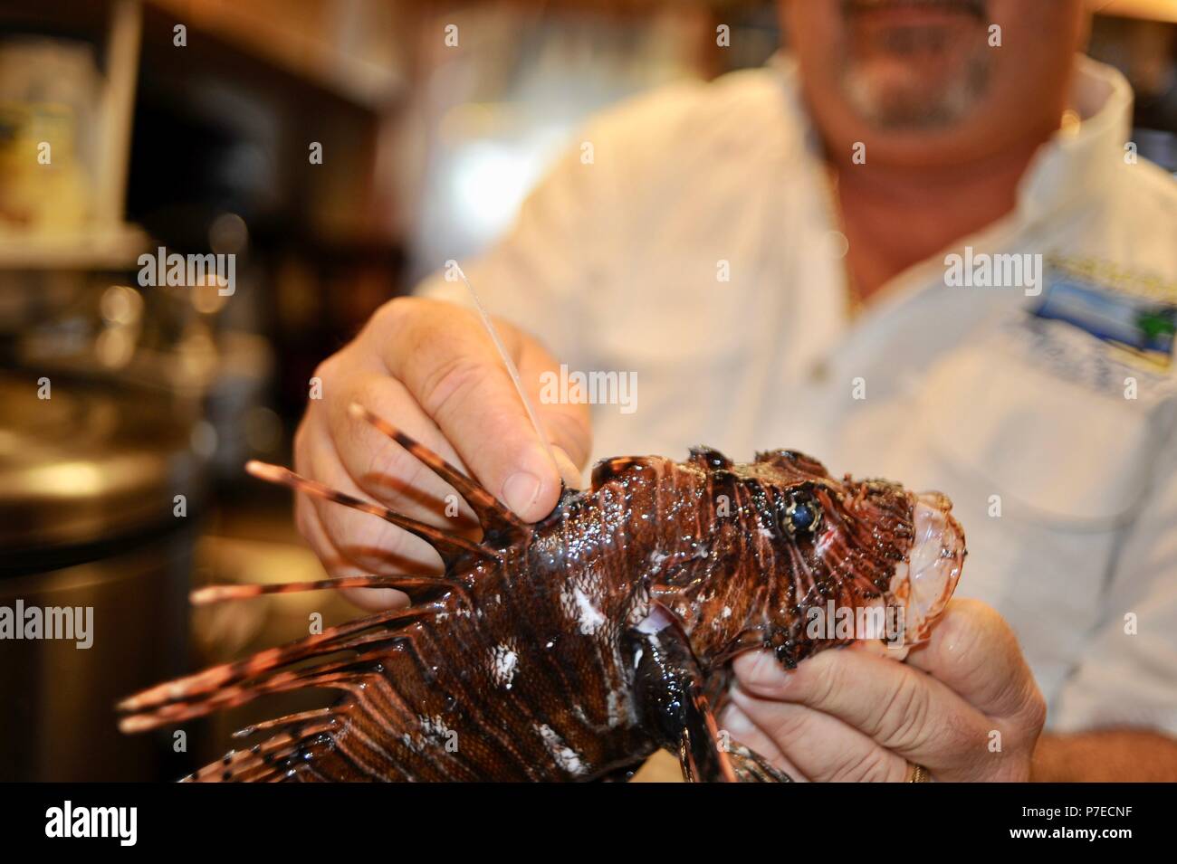 Fisherman cutting the poisonous spines off invasive lionfish that he ...
