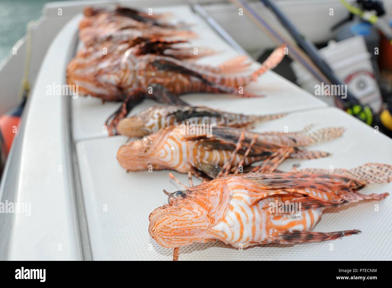 Fresh-caught with a spear in saltwater, invasive lionfish on deck ...