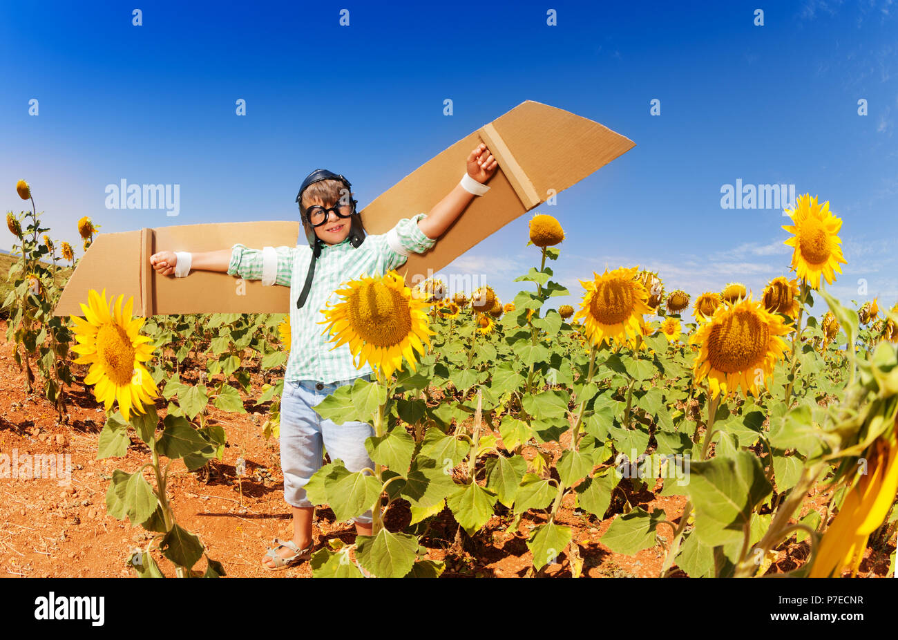 Little aviator flying in sunflower field Stock Photo - Alamy