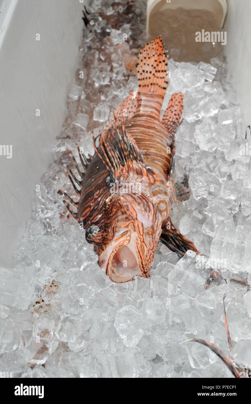 Fresh-caught with a spear in saltwater, invasive lionfish on ice ...