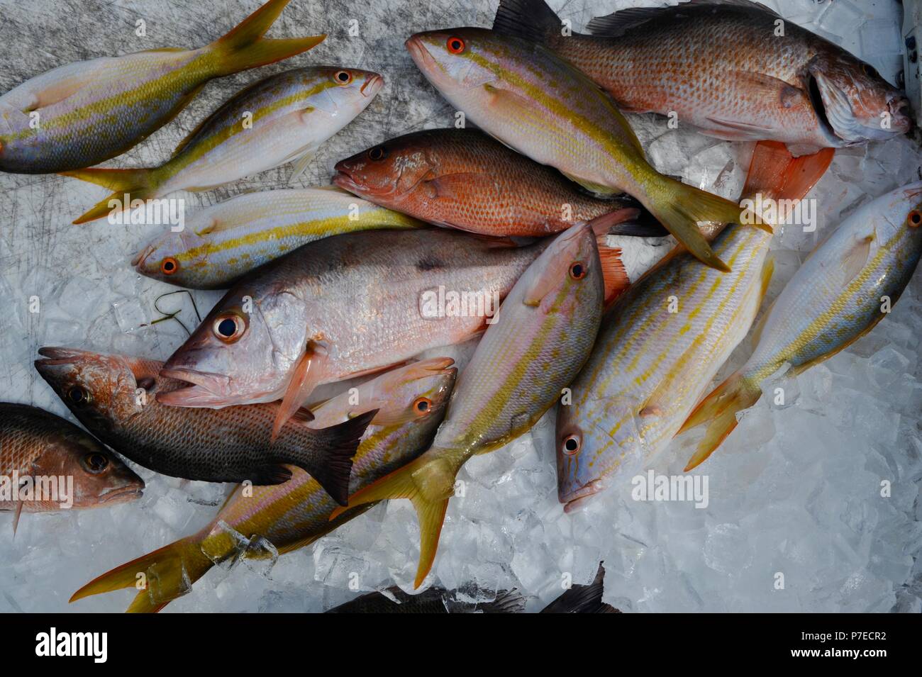 Fresh-caught, saltwater yellow tail and red snapper fish on ice ...