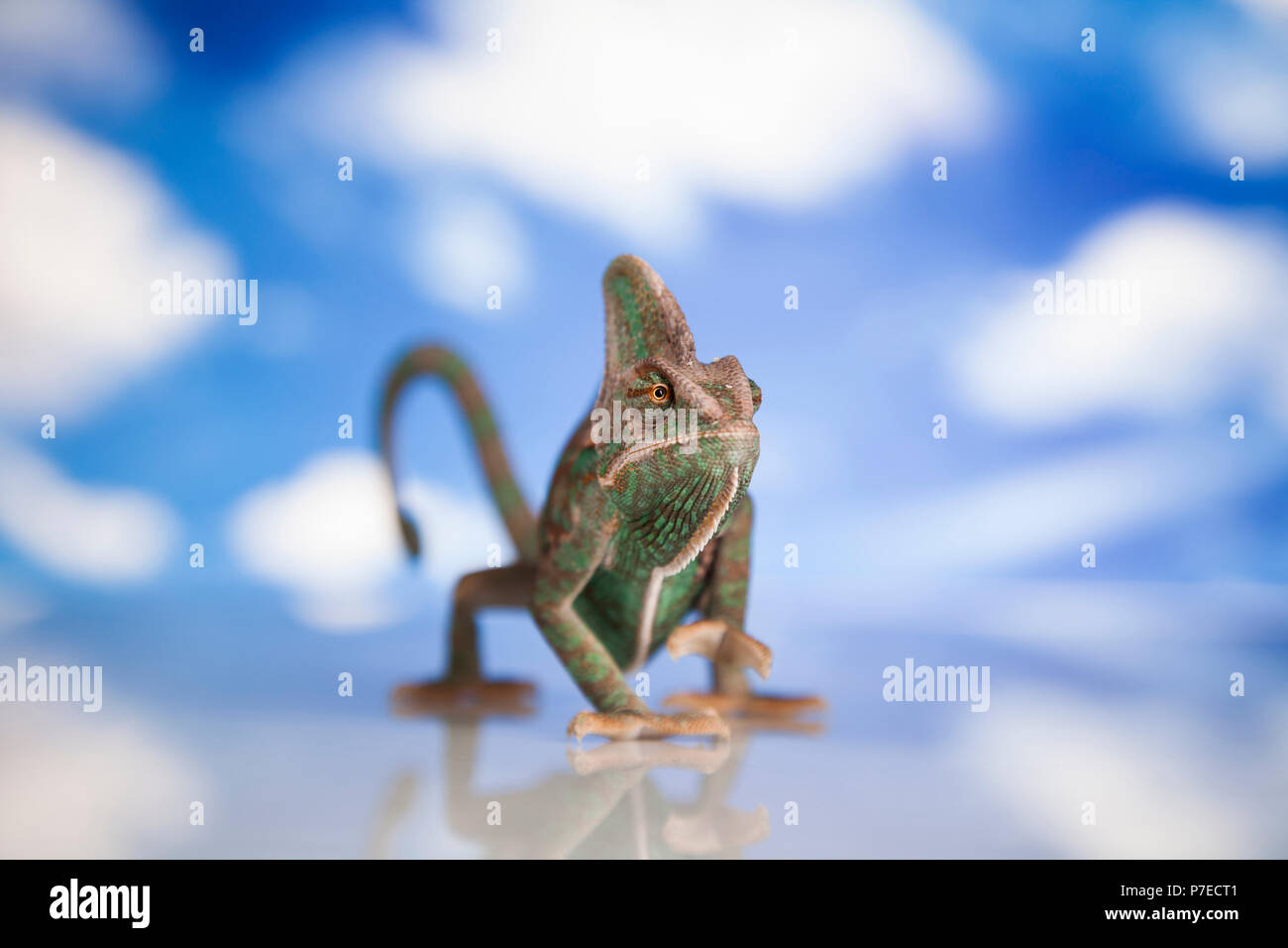 Sky background, reptile, Chameleon lizard Stock Photo - Alamy
