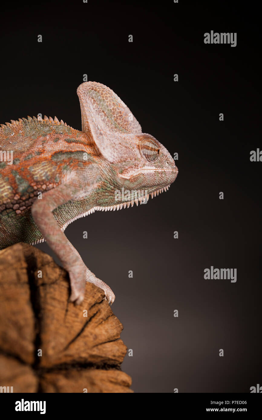 Root, Green chameleon, lizard background Stock Photo - Alamy
