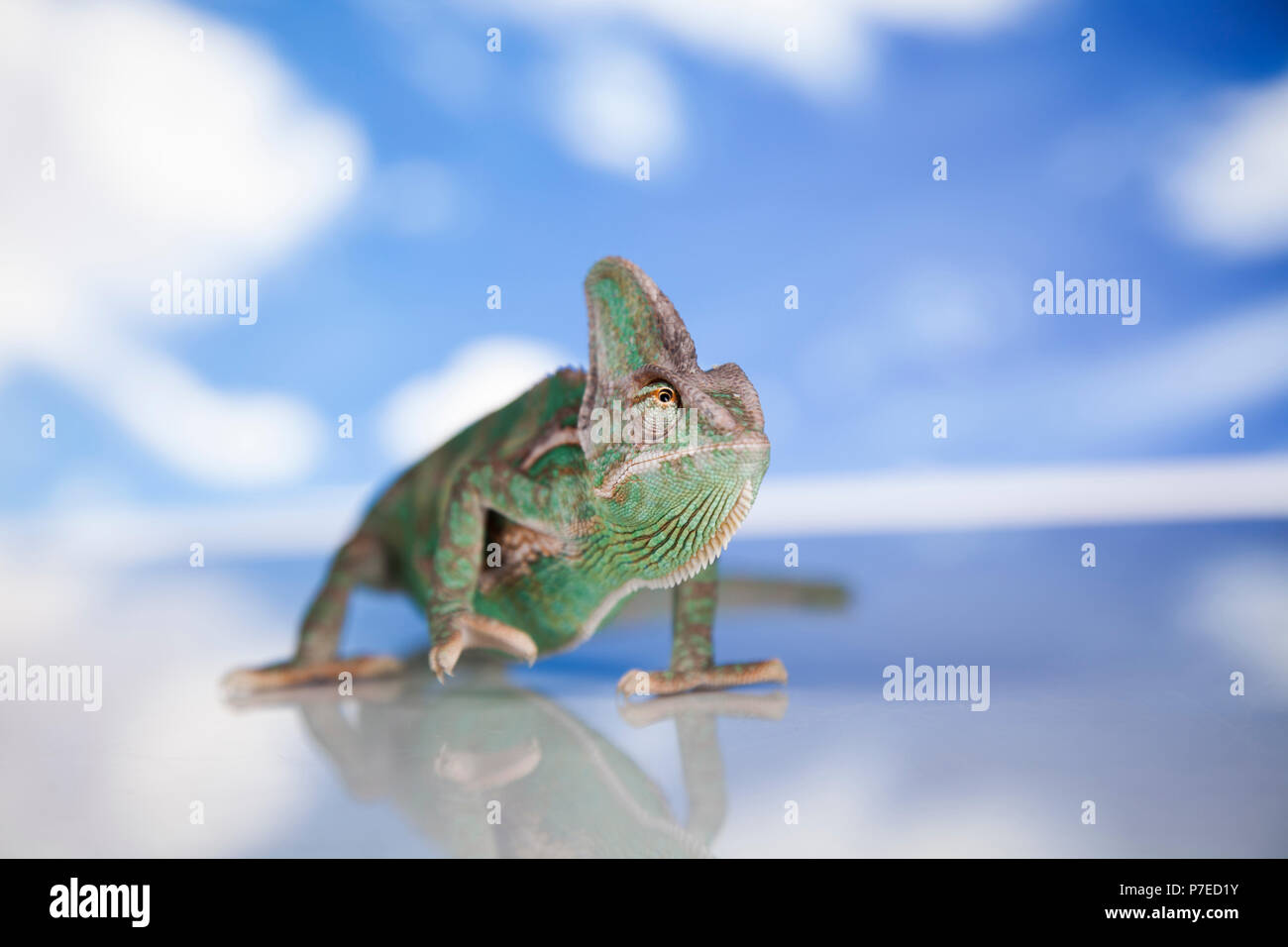 Sky background, reptile, Chameleon lizard Stock Photo - Alamy