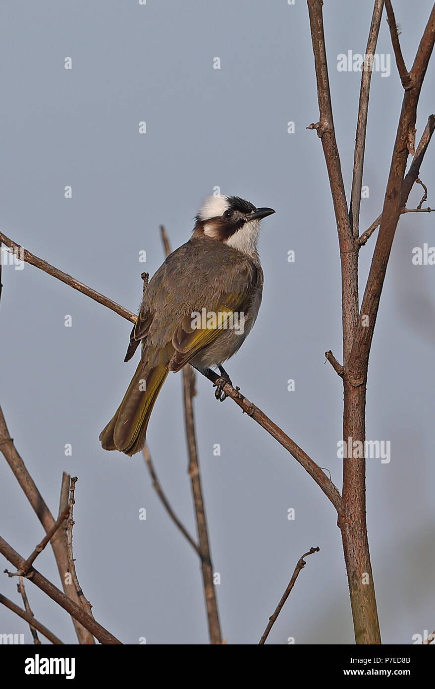 Light vented bulbul hi-res stock photography and images - Alamy