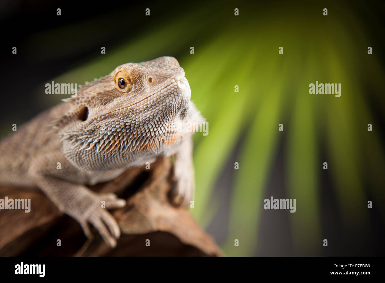 Root Bearded Dragon, Agama Lizard Stock Photo - Alamy