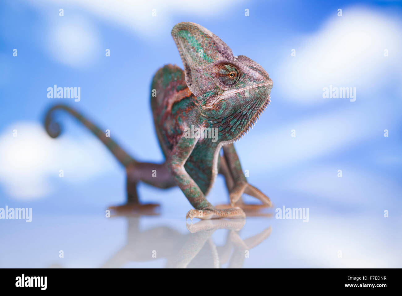 Sky background, reptile, Chameleon lizard Stock Photo - Alamy