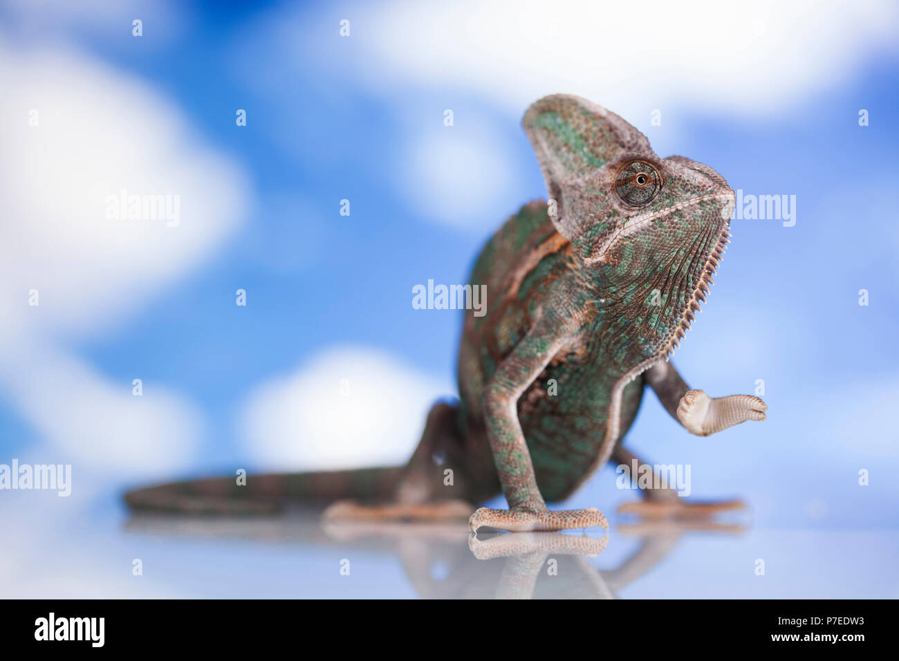Sky background, reptile, Chameleon lizard Stock Photo - Alamy