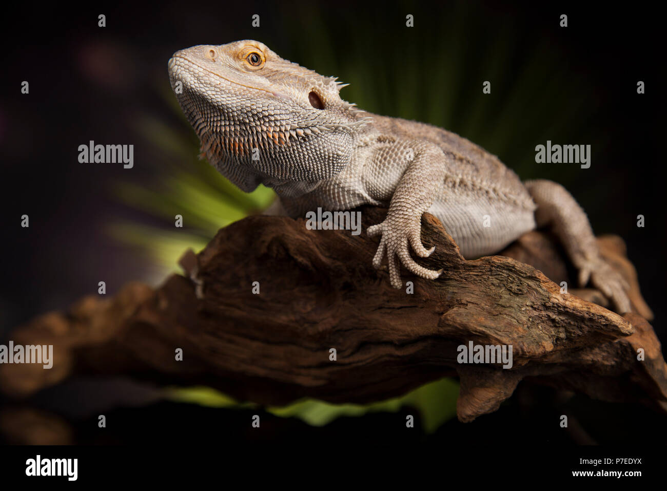 Root Bearded Dragon, Agama Lizard Stock Photo - Alamy