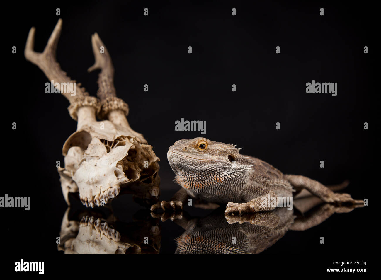 Reptilian skulls hi-res stock photography and images - Alamy