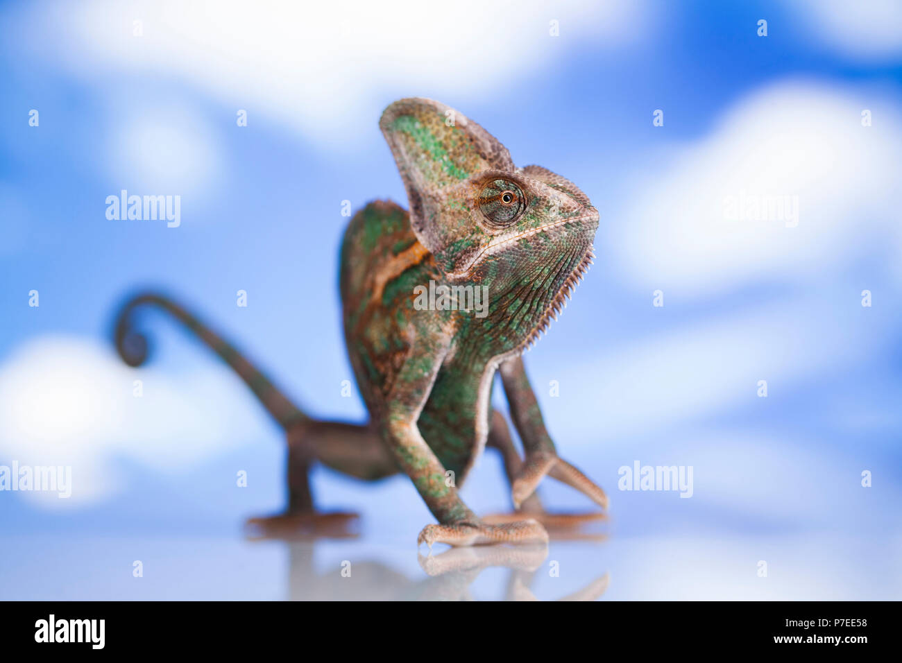 Sky background, reptile, Chameleon lizard Stock Photo - Alamy