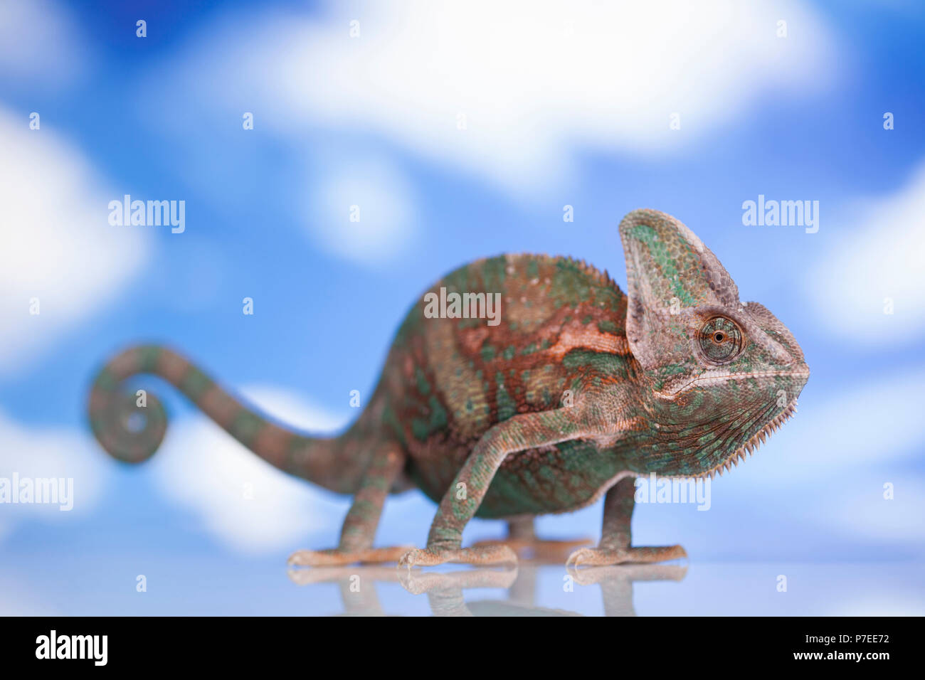 Sky background, reptile, Chameleon lizard Stock Photo - Alamy
