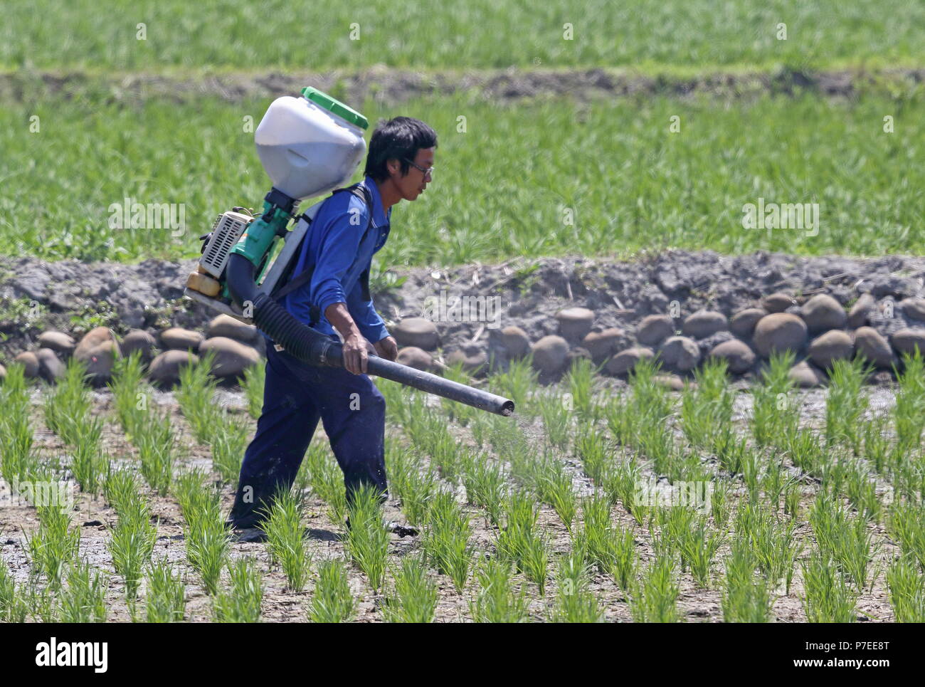 man spraying fertilizer onto rice crop western Taiwan April Stock Photo ...