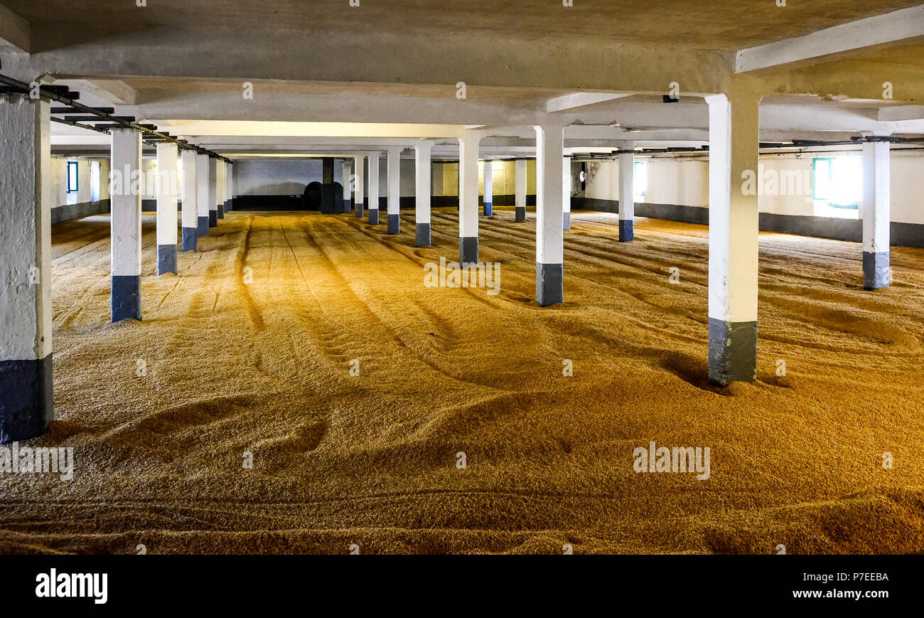 Barley malt on malting floor in distillery, Scotland, United Kingdom ...