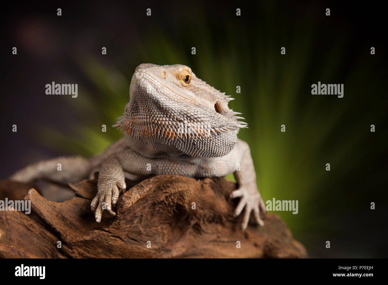 Root Bearded Dragon, Agama Lizard Stock Photo - Alamy