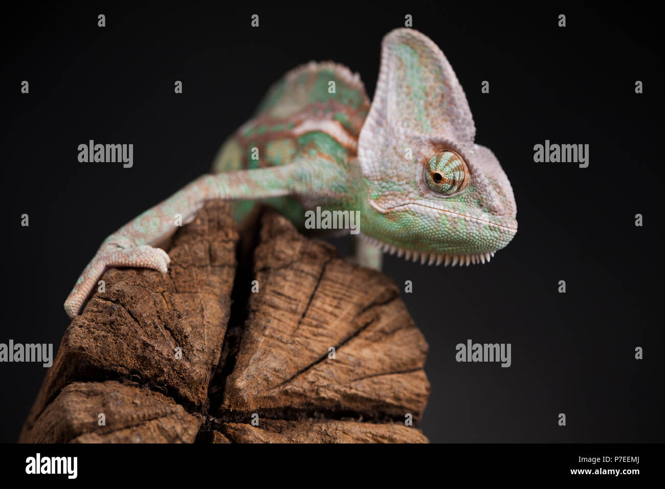 Root, Green chameleon, lizard background Stock Photo - Alamy