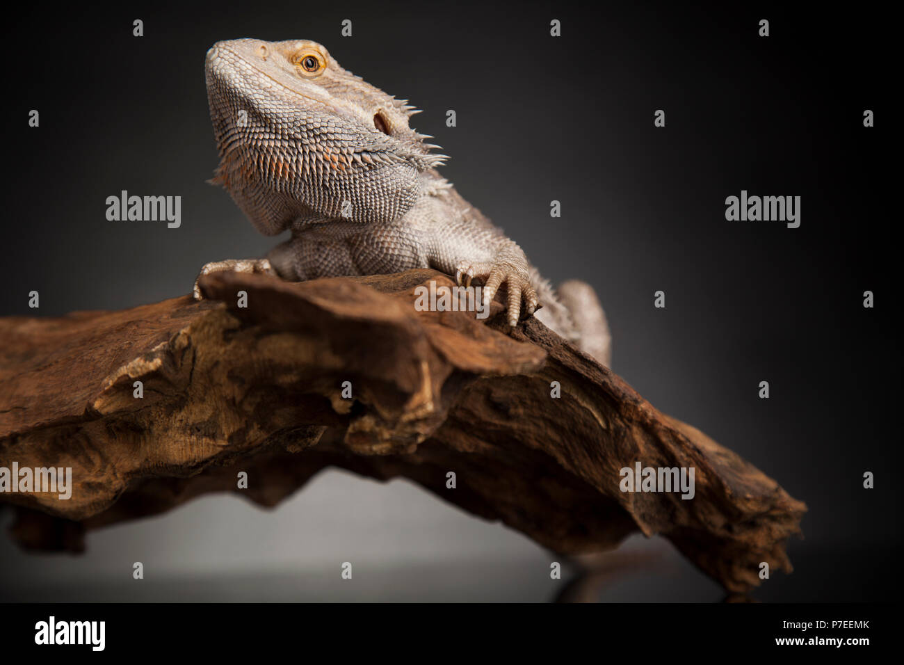 Root Bearded Dragon, Agama Lizard Stock Photo - Alamy